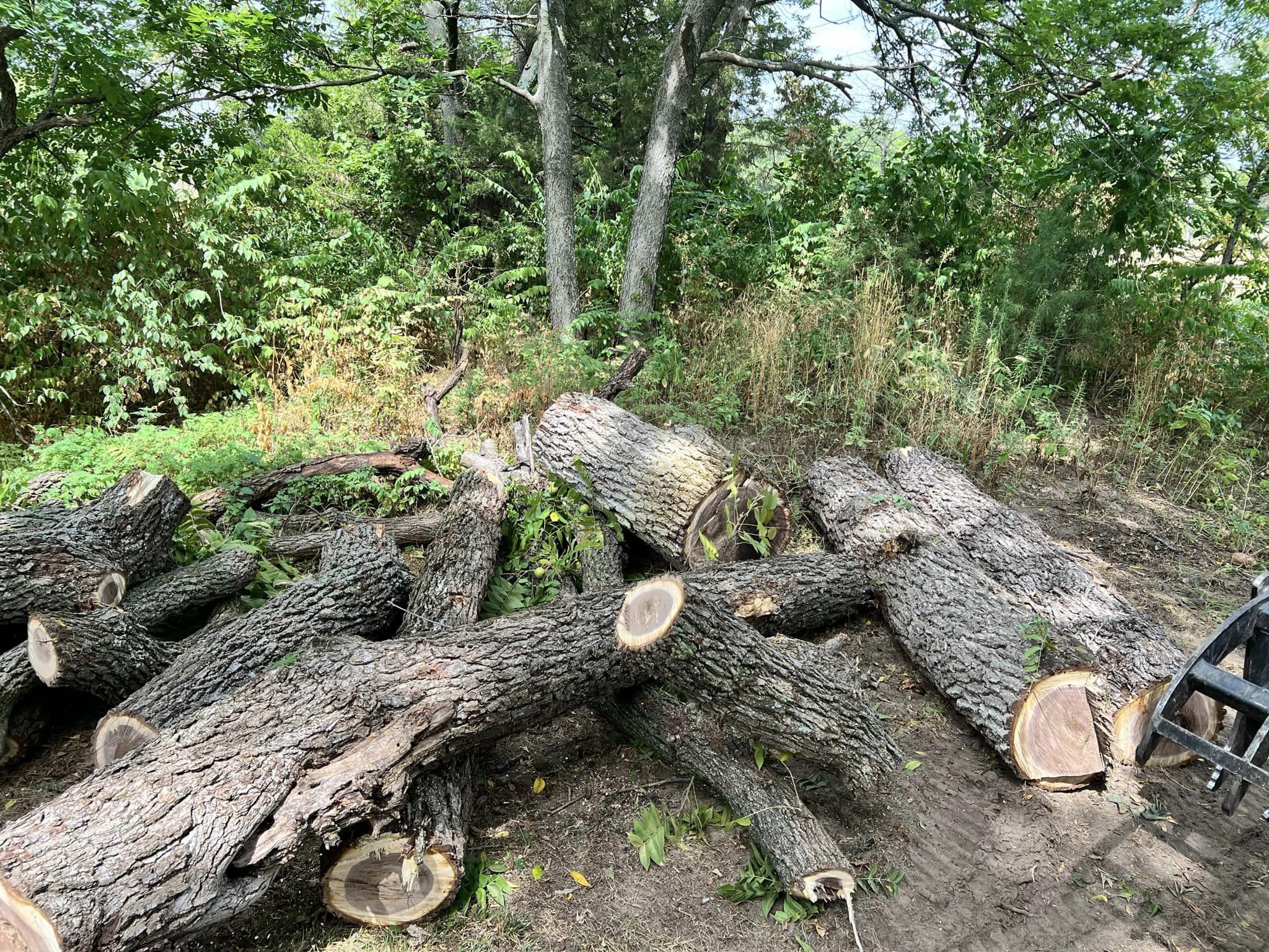 What Happens If You Cut All The Branches Off A Tree?