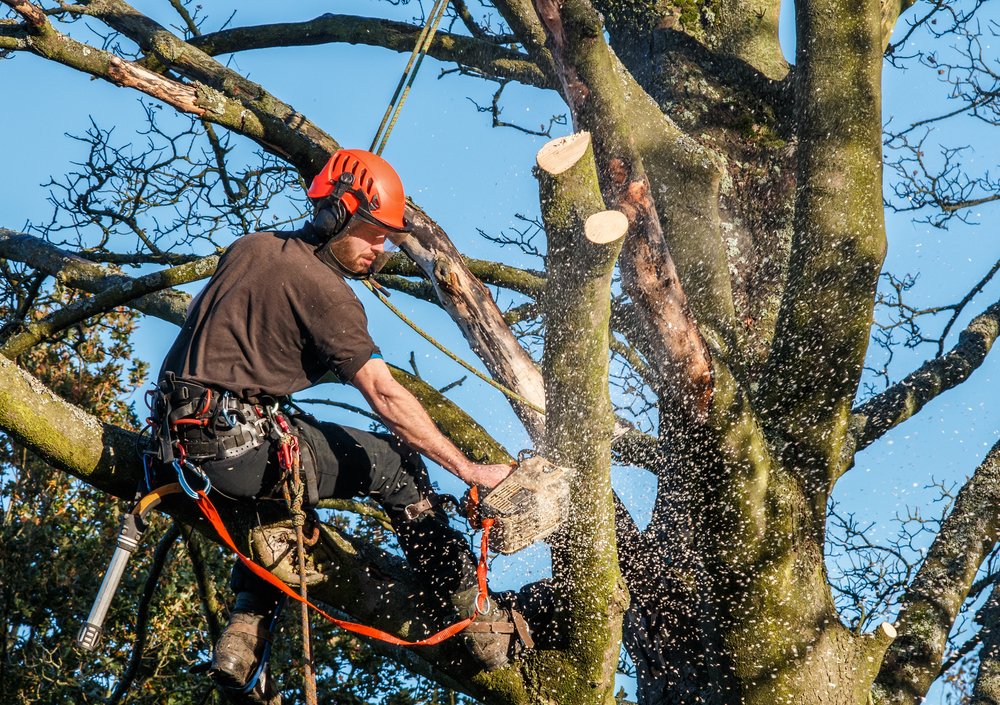 What Is A Tree Surgeon?