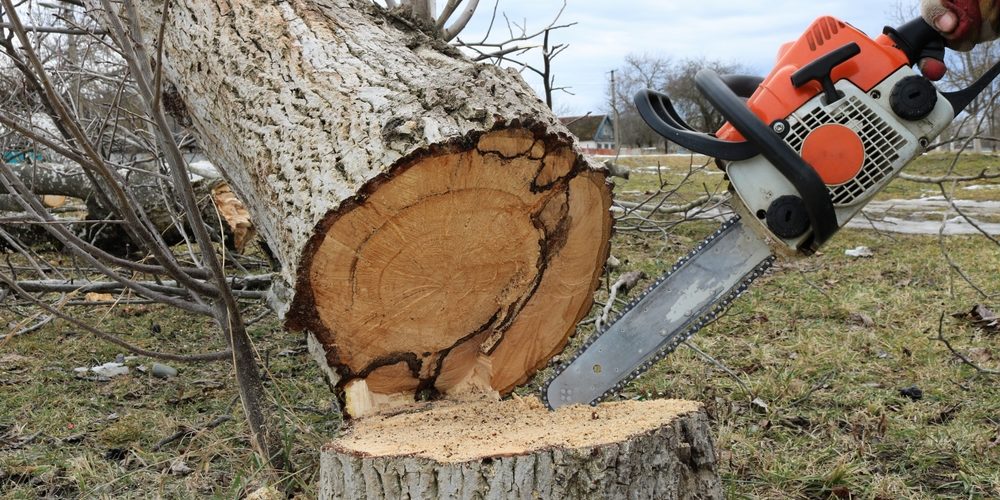 Why You Shouldn't Cut Down Trees?