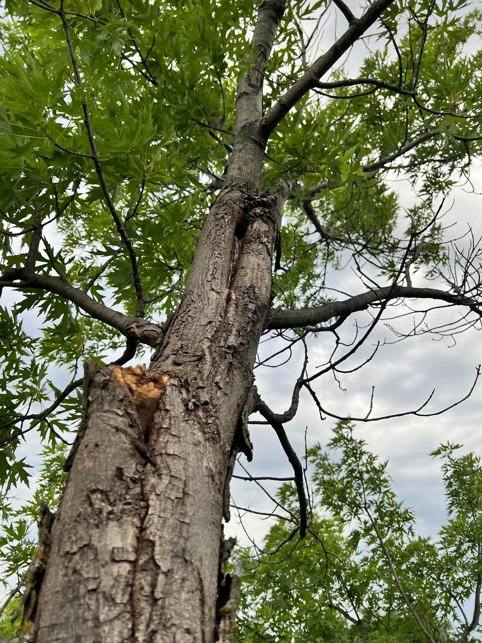 What Tree Has Rights?