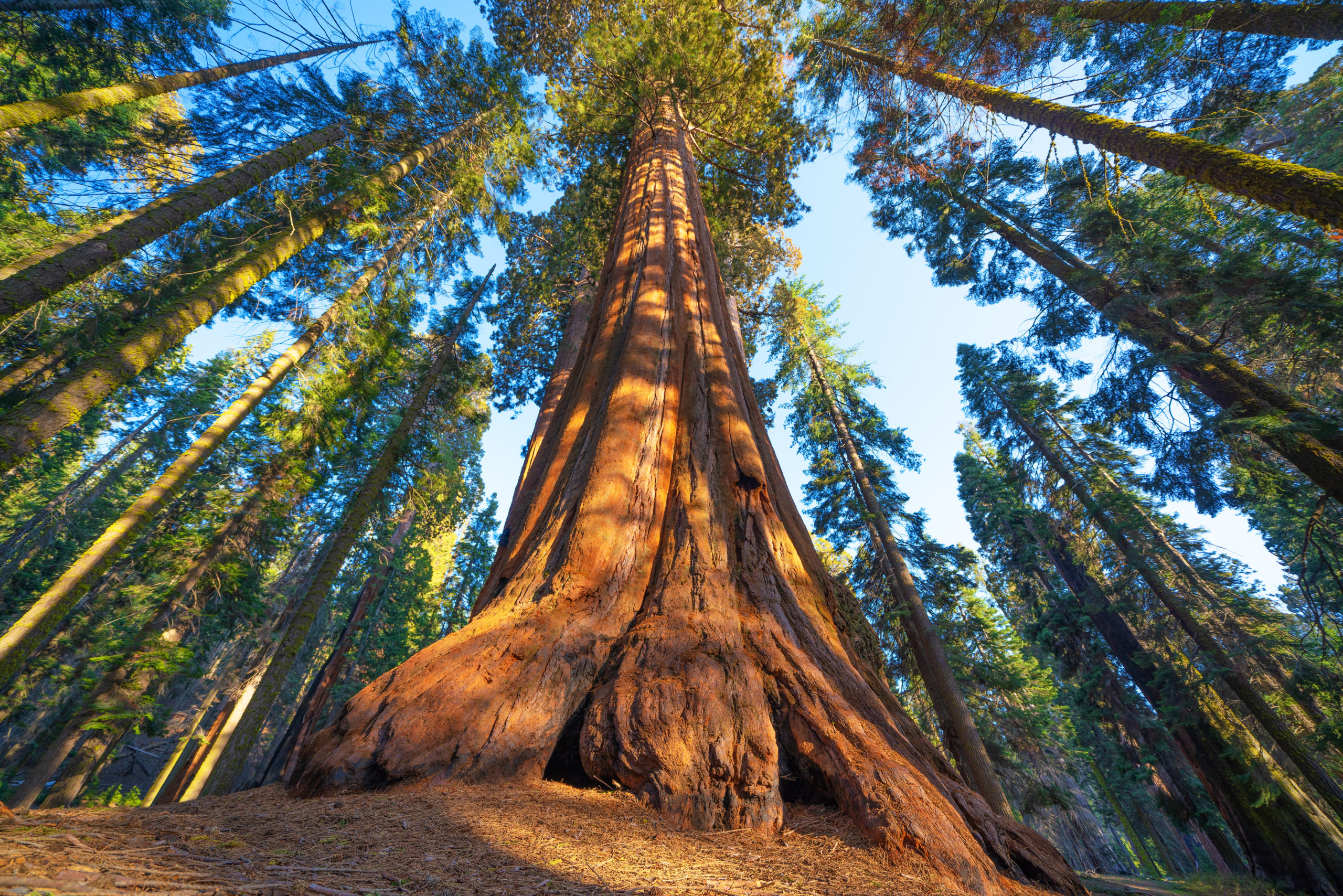 What Is The Most Famous Tree In The World?